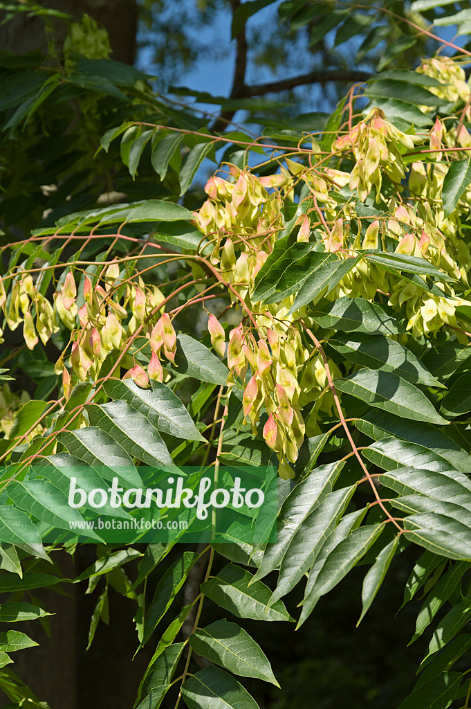 Bild Chinesischer Götterbaum (Ailanthus altissima) - 511147 - Bilder ...