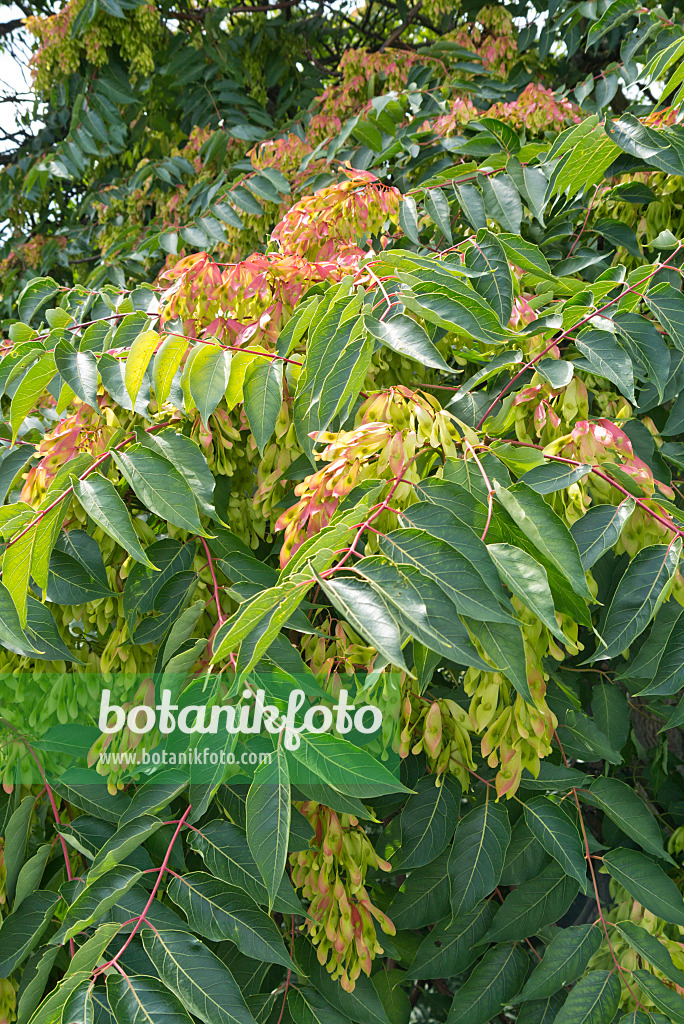 Bild Chinesischer Götterbaum (Ailanthus altissima) - 535240 - Bilder ...