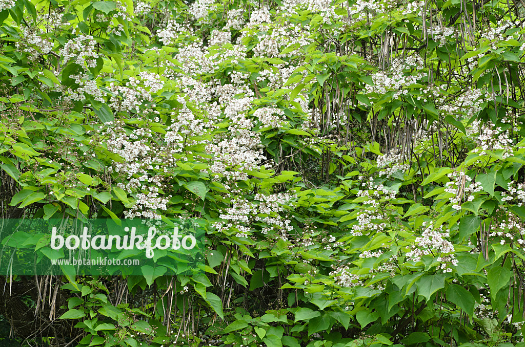 Bild Gewöhnlicher Trompetenbaum (Catalpa bignonioides) - 497321 ...