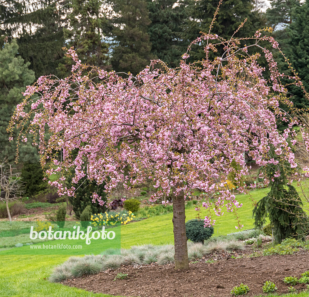 Bilder Prunus serrulata 'Kiku-shidare-zakura' - Bilder von Pflanzen und Gärten - botanikfoto