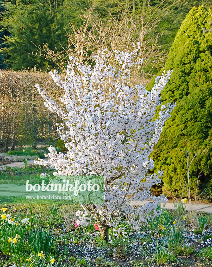 Bild Kurilenkirsche (Prunus nipponica 'Brillant') - 502383 - Bilder von ...