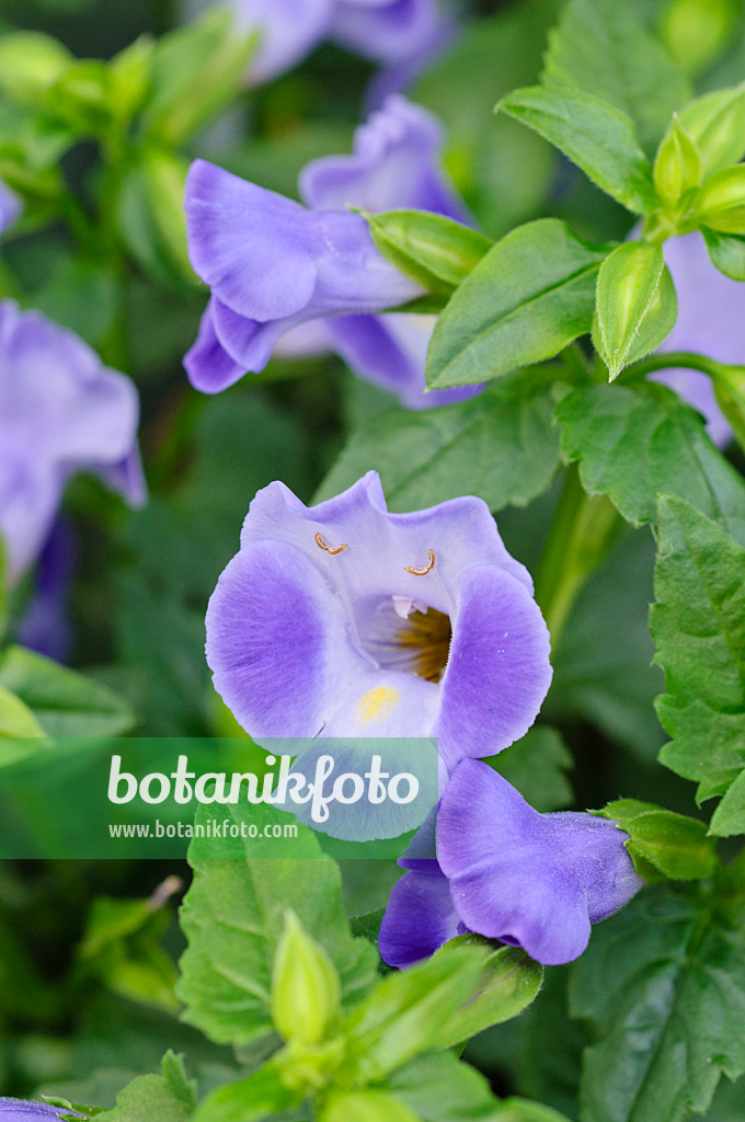 Bild Torenie (Torenia fournieri 'Indigo Moon') - 473208 - Bilder von ...