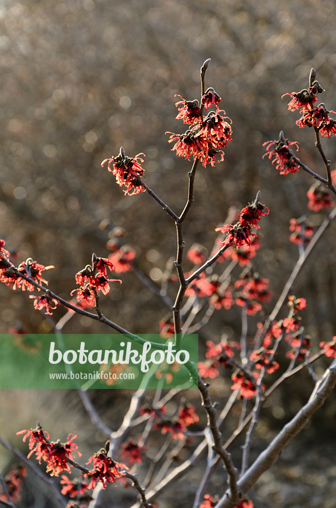 Bild Zaubernuss (Hamamelis x intermedia 'Ruby Glow') - 494001 - Bilder ...