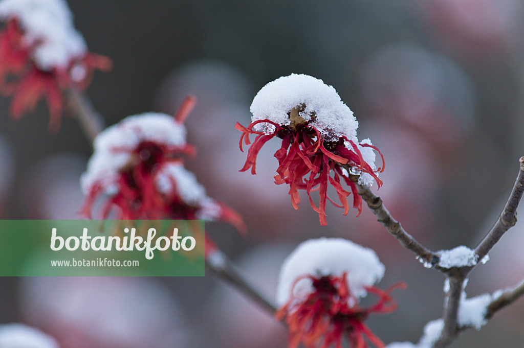 Bild Zaubernuss (Hamamelis x intermedia 'Ruby Glow') - 517049 - Bilder ...