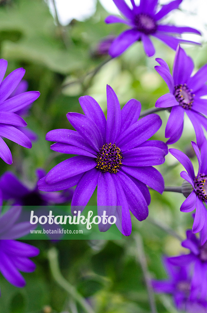 Bild Zinerarie (Pericallis Senetti Blue) - 472039 - Bilder von Pflanzen ...