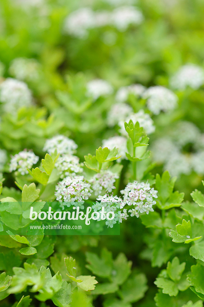 Images Apium repens - Images de plantes et de jardins - botanikfoto