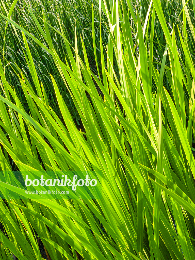 Images Acorus - Images de plantes et de jardins - botanikfoto