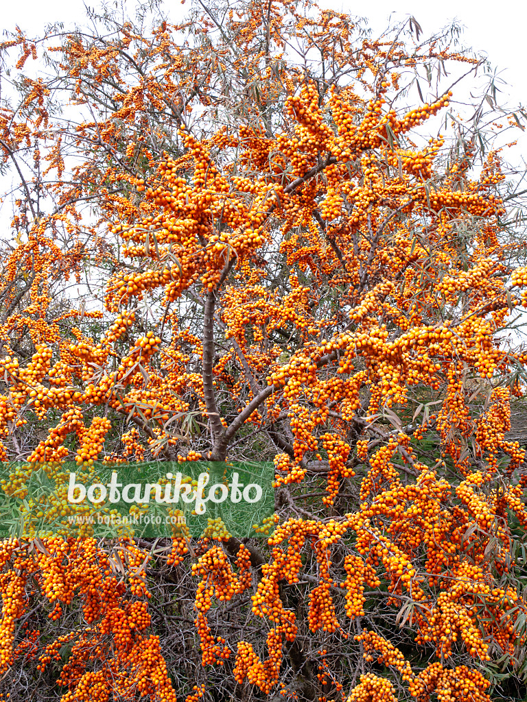 Images Hippophae rhamnoides - Images de plantes et de jardins - botanikfoto