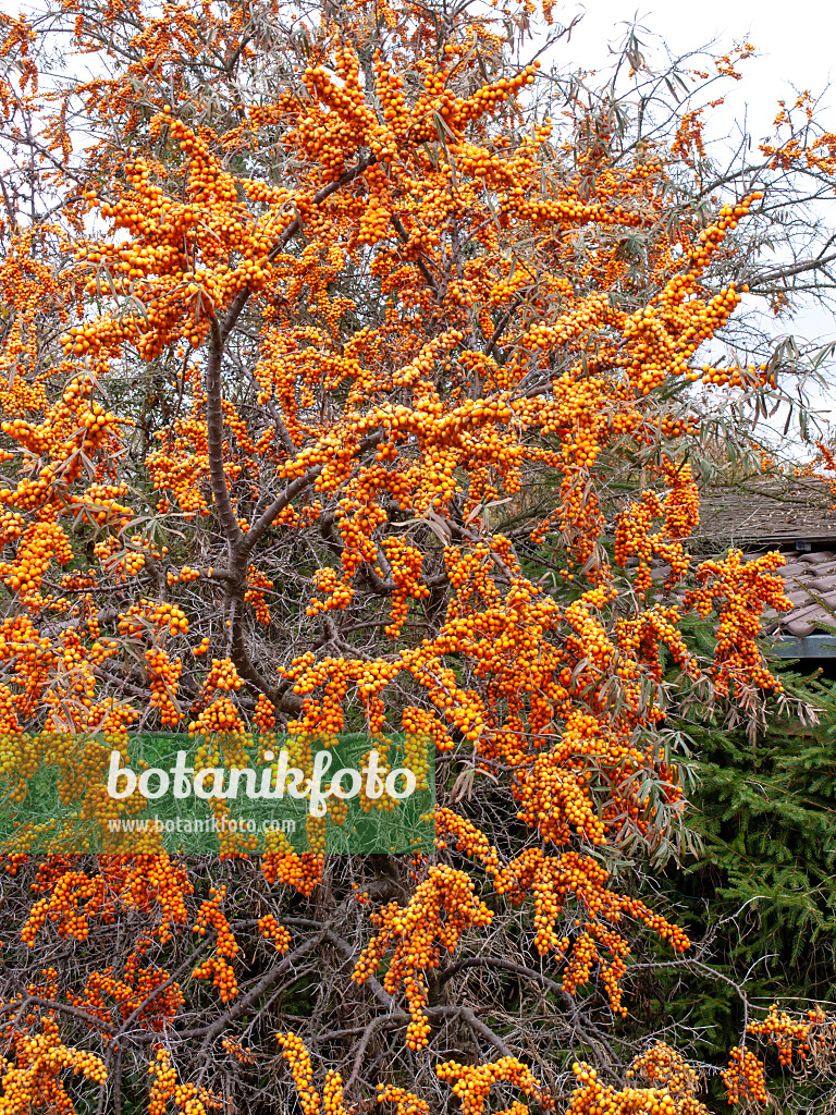 Images Hippophae rhamnoides - Images de plantes et de jardins - botanikfoto