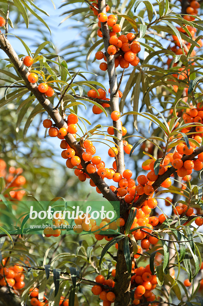 Images Hippophae rhamnoides - Images de plantes et de jardins - botanikfoto