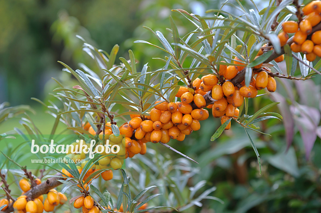 Images Hippophae rhamnoides - Images de plantes et de jardins - botanikfoto