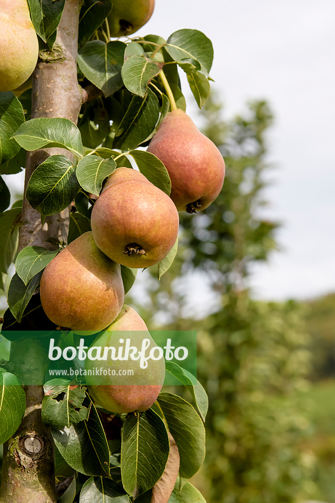 Images Pyrus Communis 'Decora' - Images of Plants and Gardens - botanikfoto