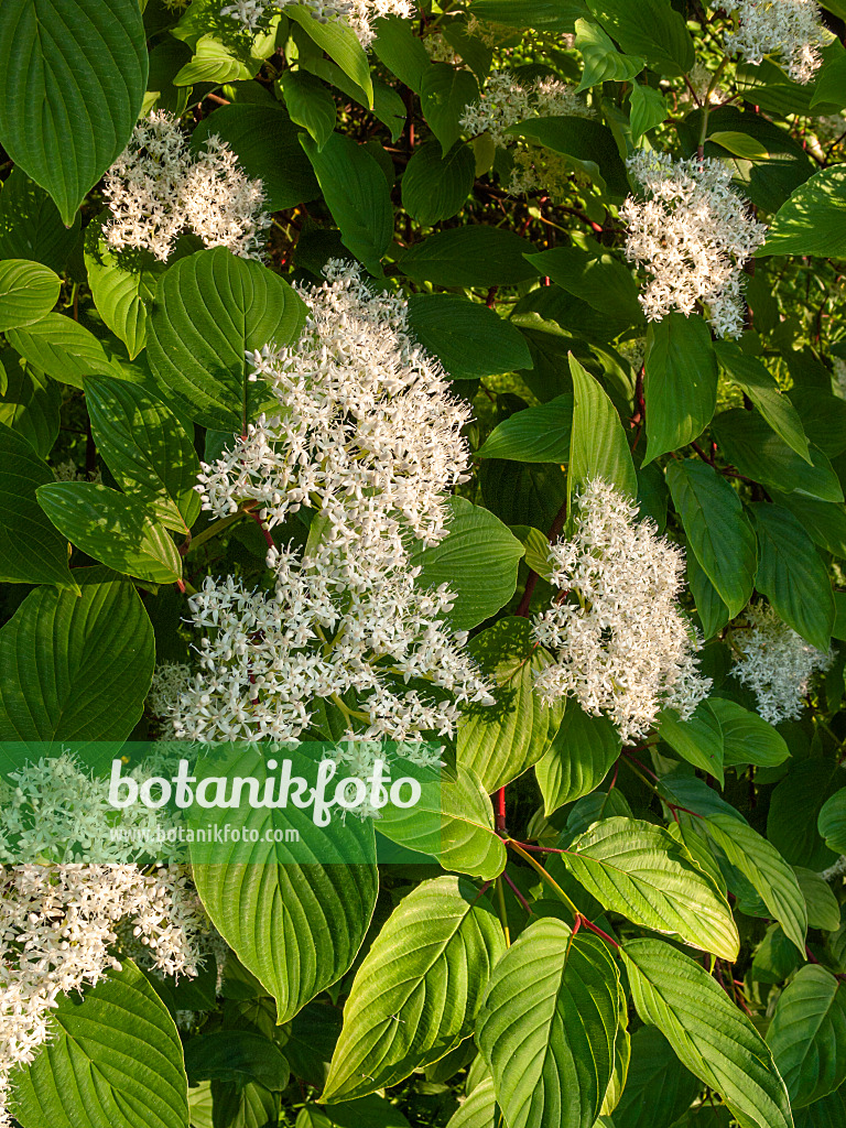 Images Cornus macrophylla - Images de plantes et de jardins - botanikfoto