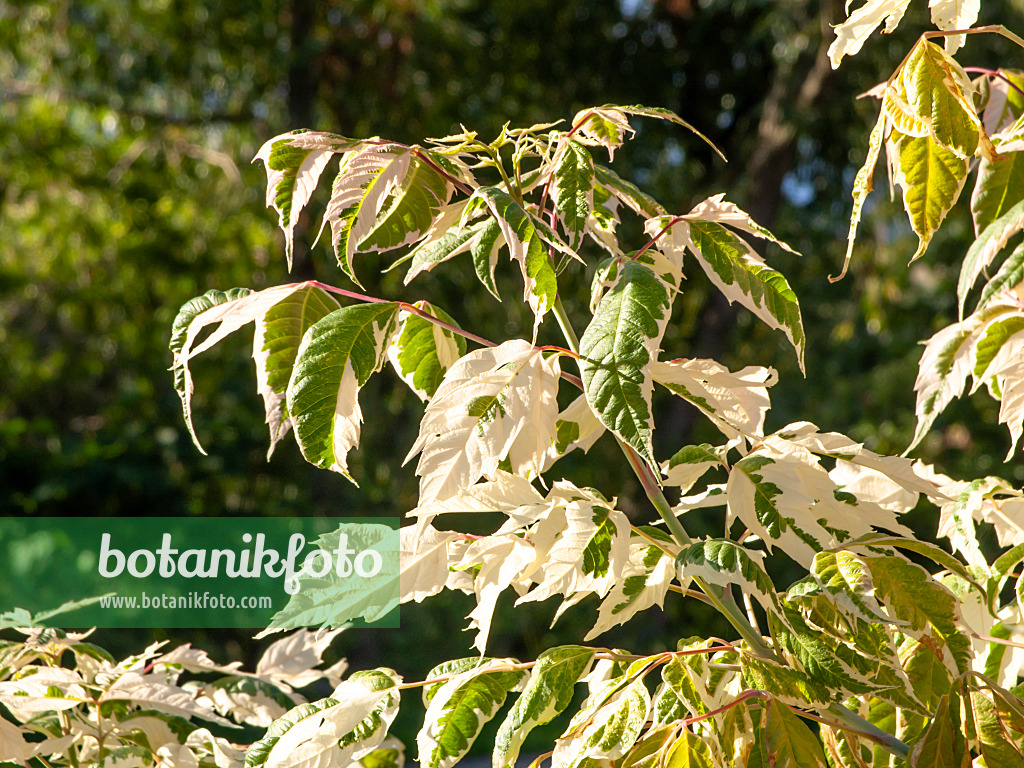 Images Acer negundo - Images de plantes et de jardins - botanikfoto