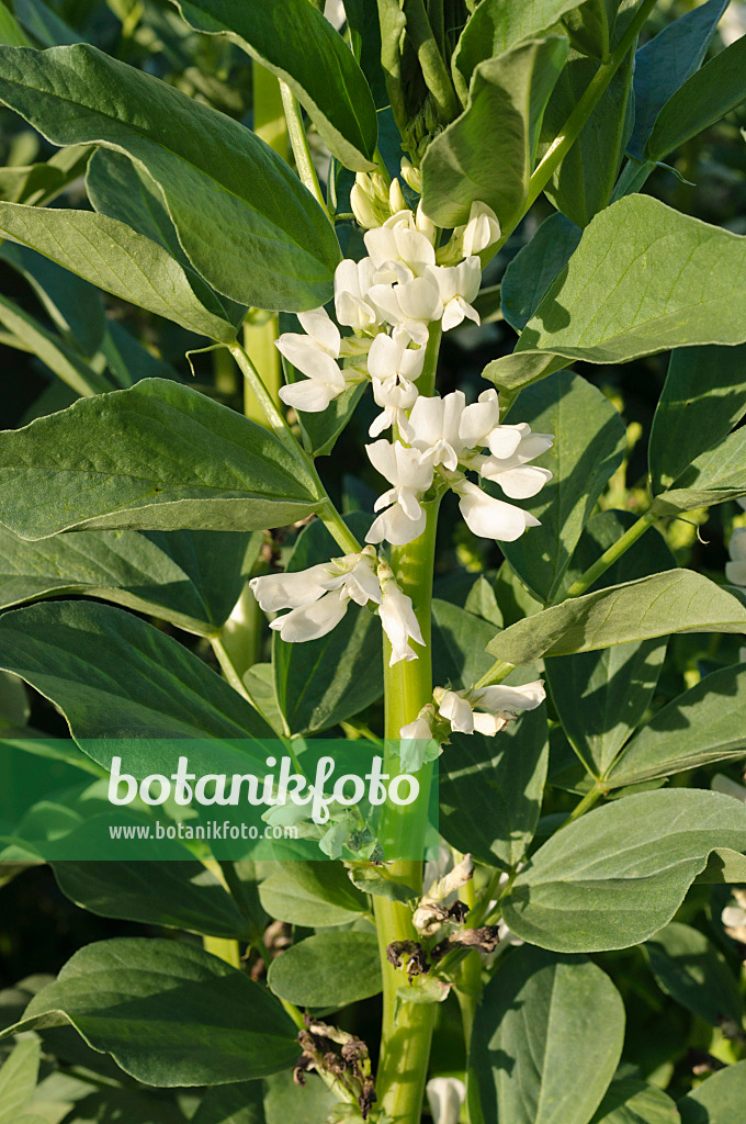 Images Vicia faba - Images de plantes et de jardins - botanikfoto
