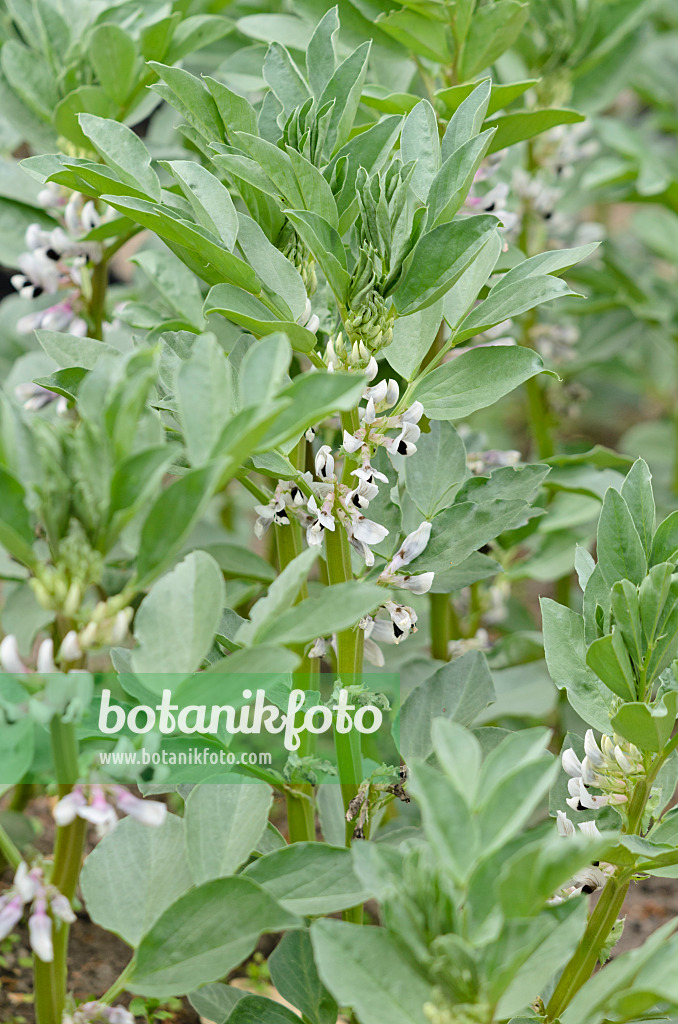 Images Vicia faba - Images de plantes et de jardins - botanikfoto