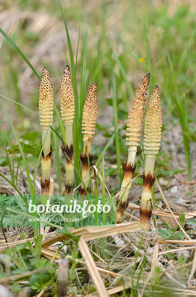 Images Equisetum giganteum - Images de plantes et de jardins - botanikfoto