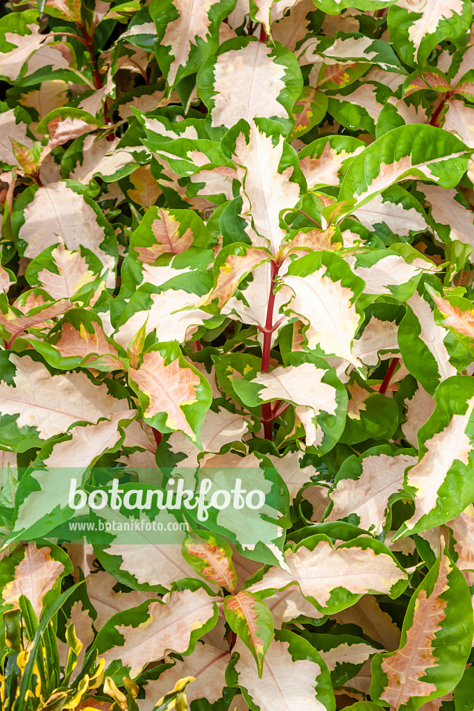 Images Graptophyllum pictum 'Rosea Variegata' - Images de plantes et de ...