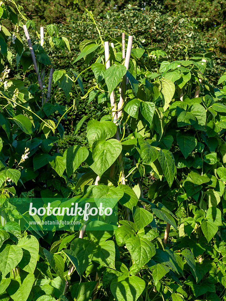 Images Haricot commun - Images de plantes et de jardins - botanikfoto