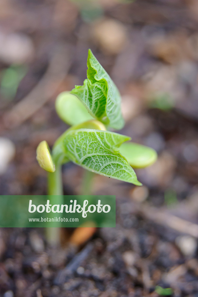 Images Haricot commun - Images de plantes et de jardins - botanikfoto
