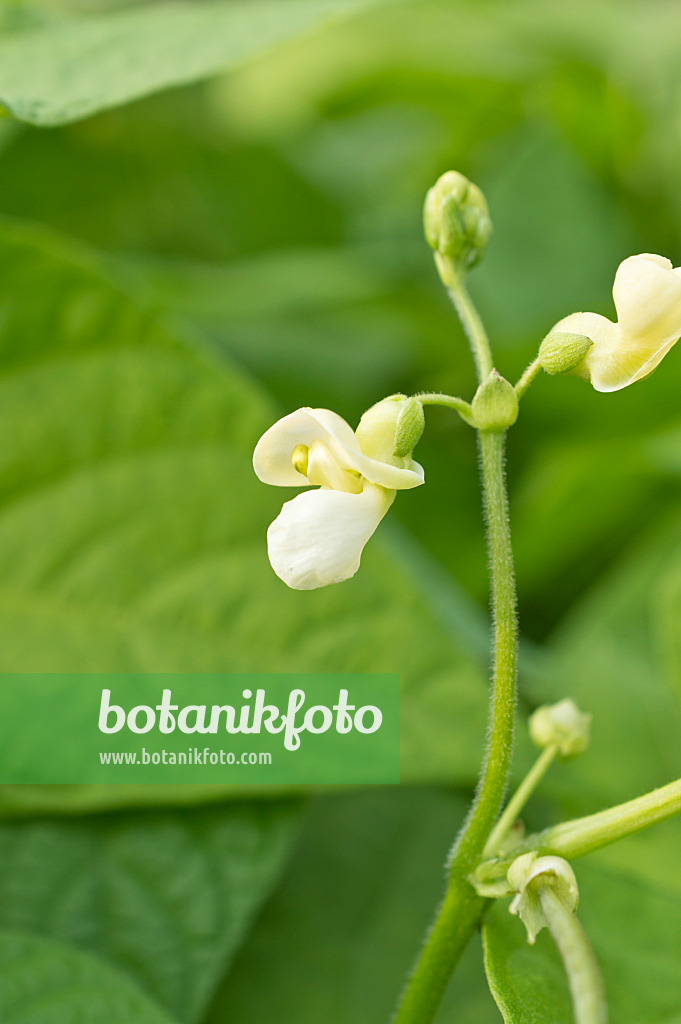 Images Haricot commun - Images de plantes et de jardins - botanikfoto