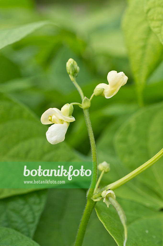 Images Haricot commun - Images de plantes et de jardins - botanikfoto