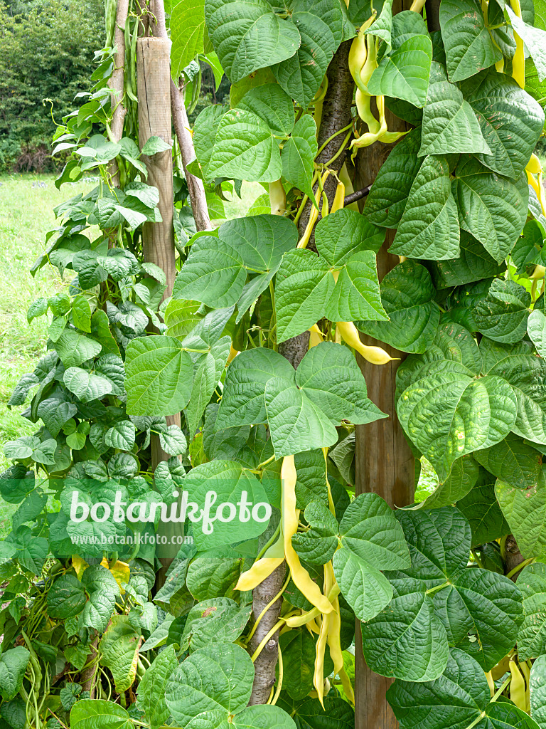 Images Haricot commun - Images de plantes et de jardins - botanikfoto