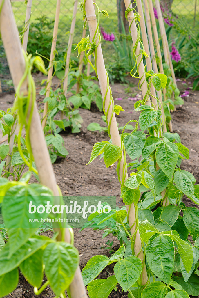 Images Haricot commun - Images de plantes et de jardins - botanikfoto