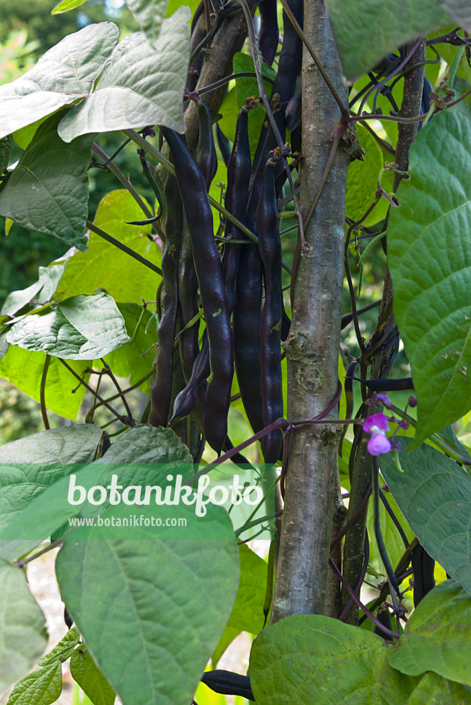 Images Haricot commun - Images de plantes et de jardins - botanikfoto