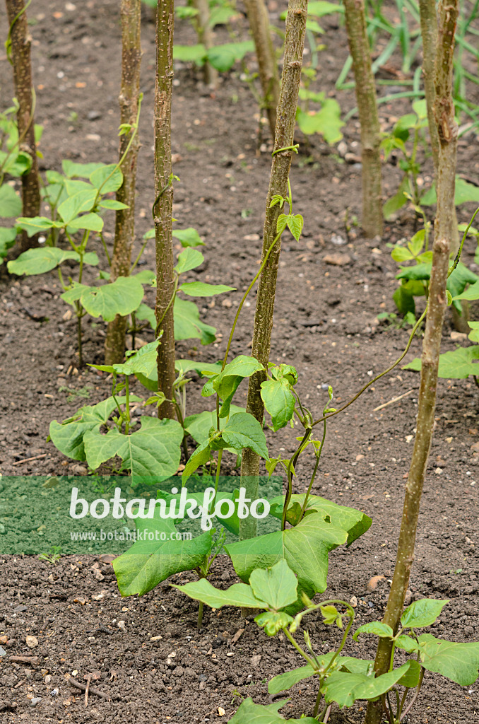 Images Haricot commun - Images de plantes et de jardins - botanikfoto