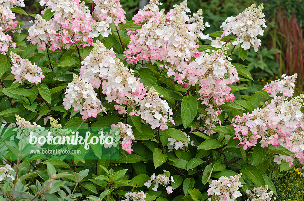 Images Hydrangea paniculata 'Magical Fire' - Images de plantes et de ...