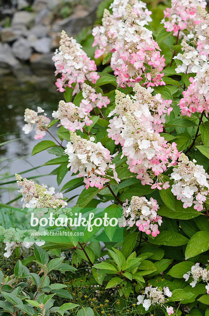 Images Hydrangea paniculata 'Magical Fire' - Images de plantes et de ...