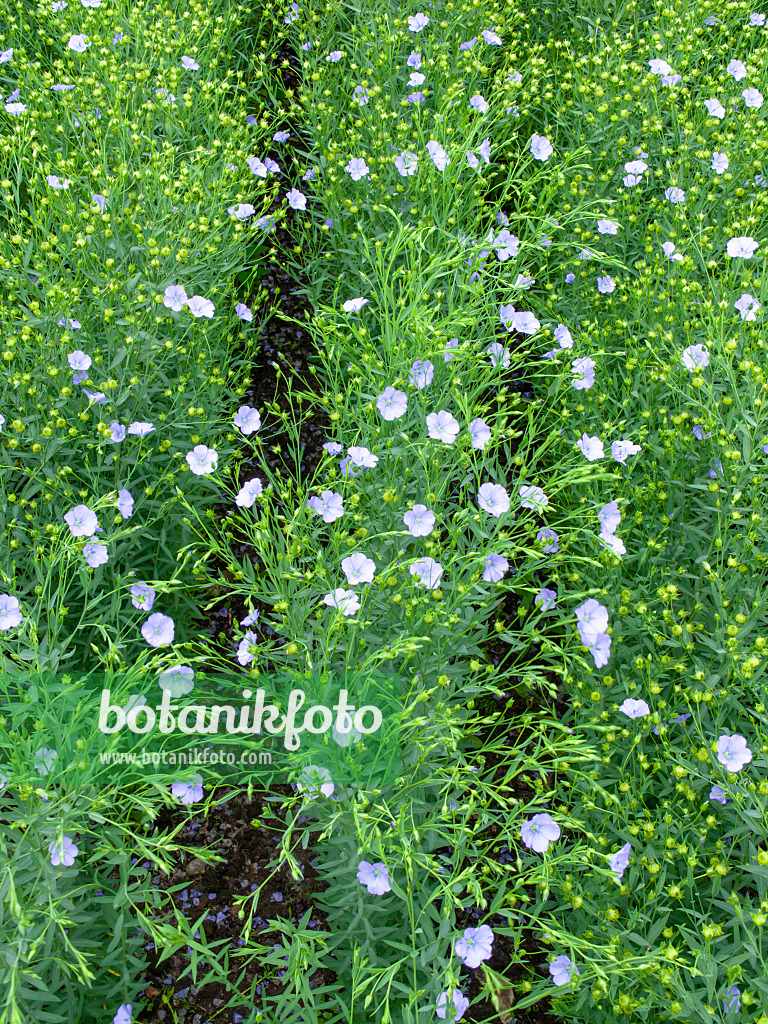 Images Linum usitatissimum - Images de plantes et de jardins - botanikfoto