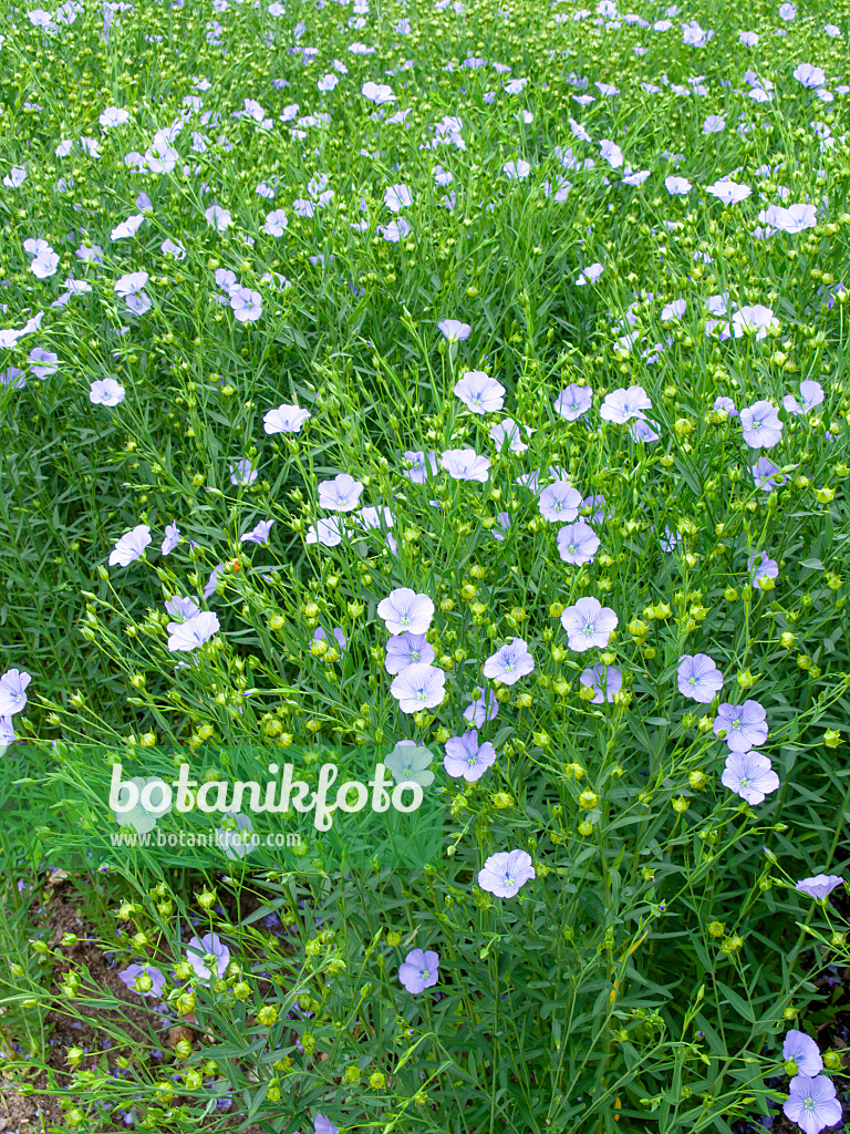 Images Linum usitatissimum - Images de plantes et de jardins - botanikfoto