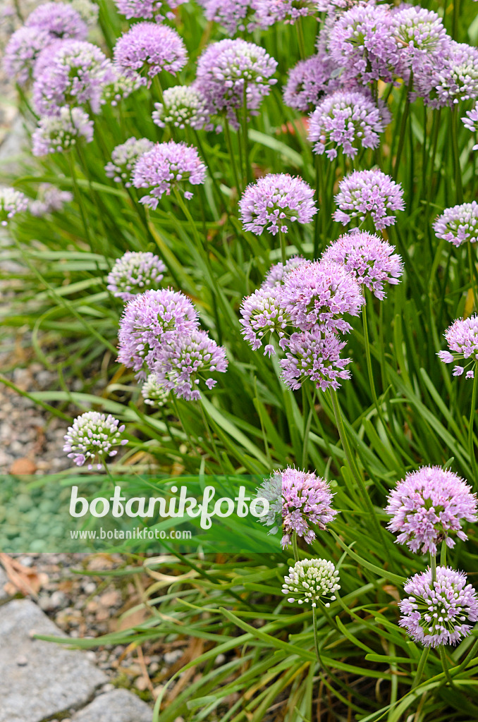 Image Mouse garlic (Allium angulosum) - 535082 - Images of Plants and ...