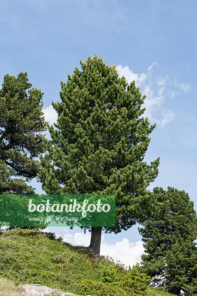 Images Pinus cembra - Images de plantes et de jardins - botanikfoto