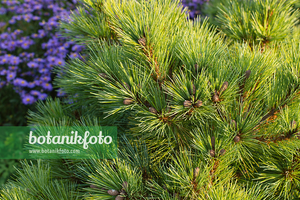 Images Pinus cembra - Images de plantes et de jardins - botanikfoto