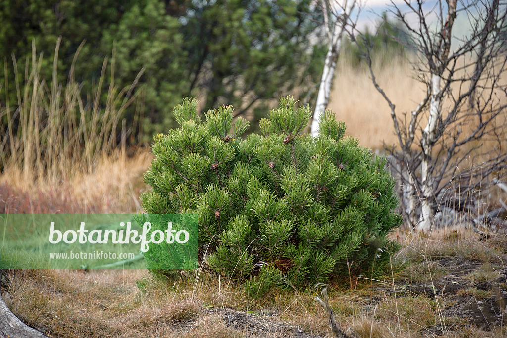 Images Pinus mugo subsp. mugo - Images de plantes et de jardins ...