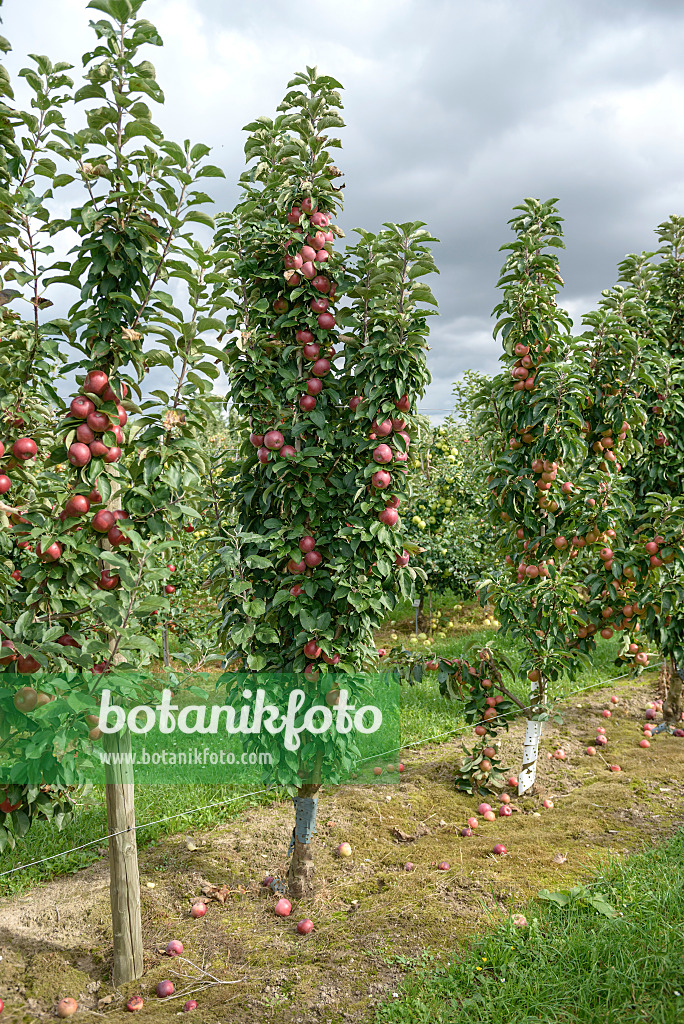 Images Pommier colonnaire - Images de plantes et de jardins - botanikfoto