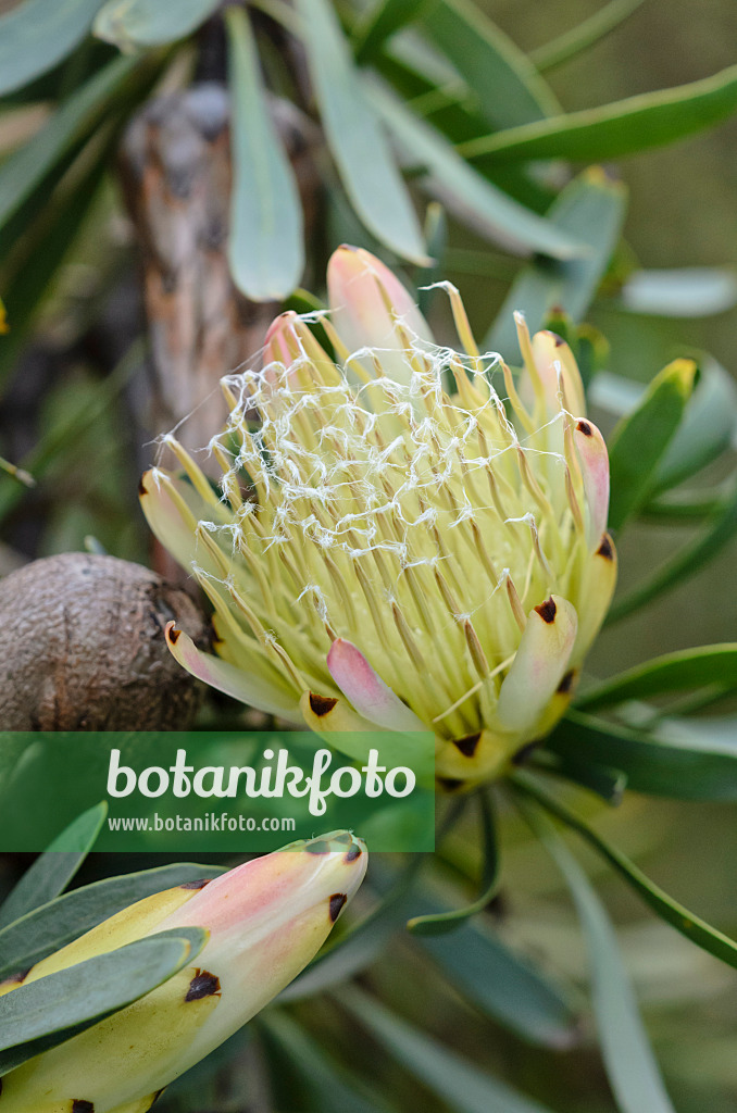 Images Protea repens - Images de plantes et de jardins - botanikfoto