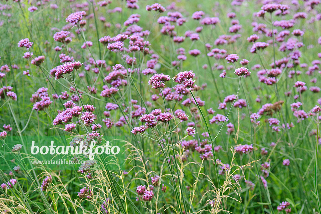 Image Purpletop vervain (Verbena bonariensis) - 475296 - Images of ...