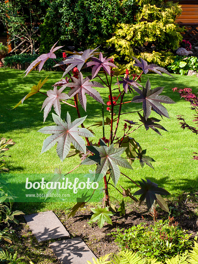 Images Ricinus - Images de plantes et de jardins - botanikfoto