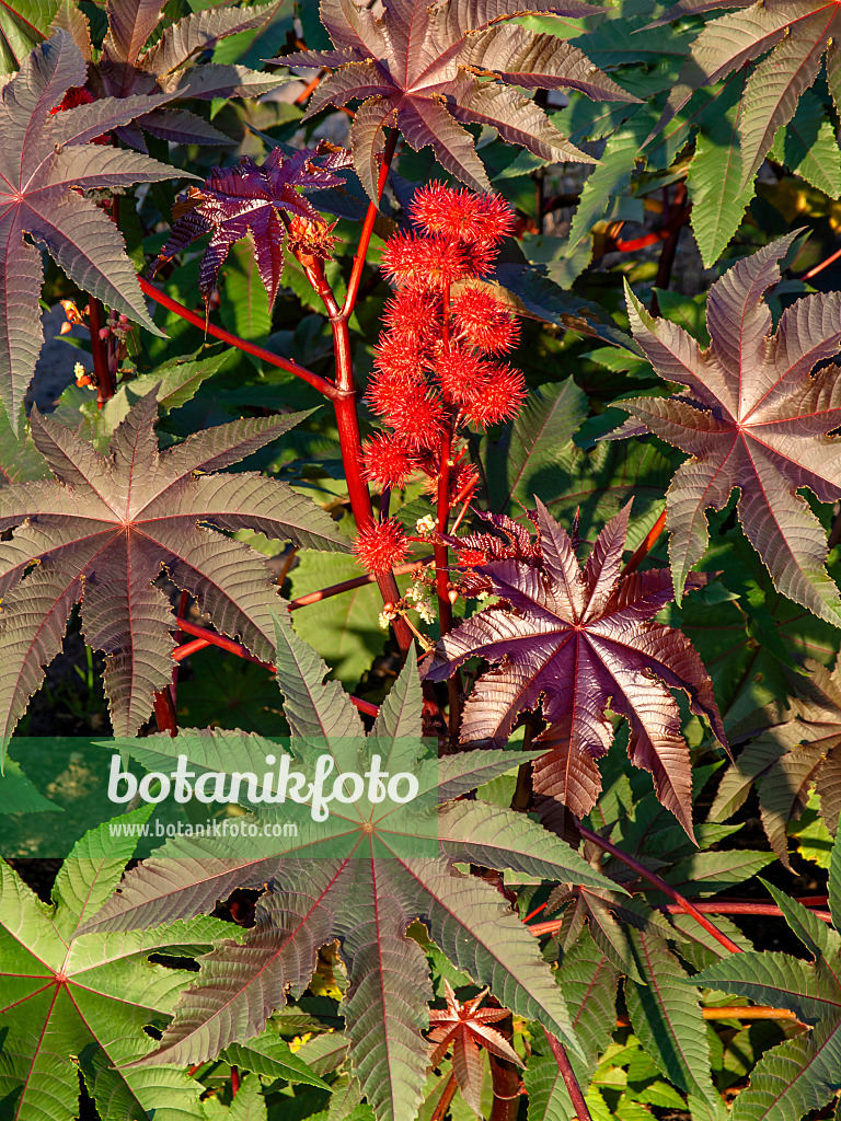 Images Ricinus - Images de plantes et de jardins - botanikfoto