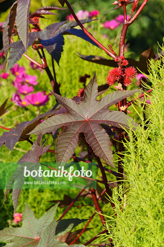 Images Ricinus - Images de plantes et de jardins - botanikfoto