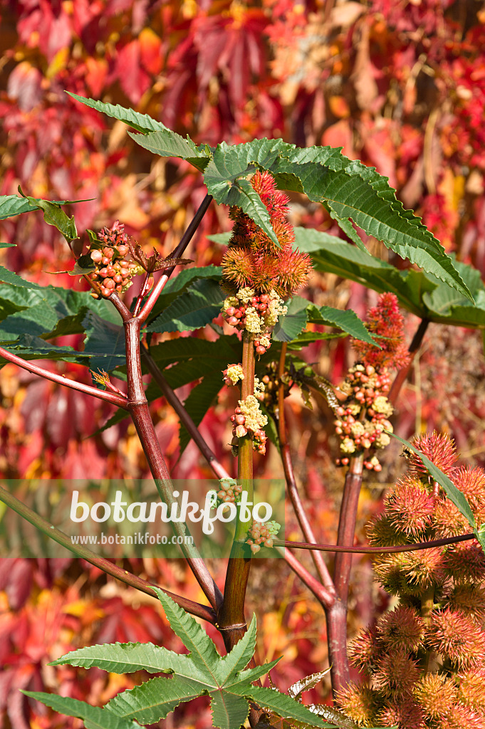 Images Ricinus - Images de plantes et de jardins - botanikfoto