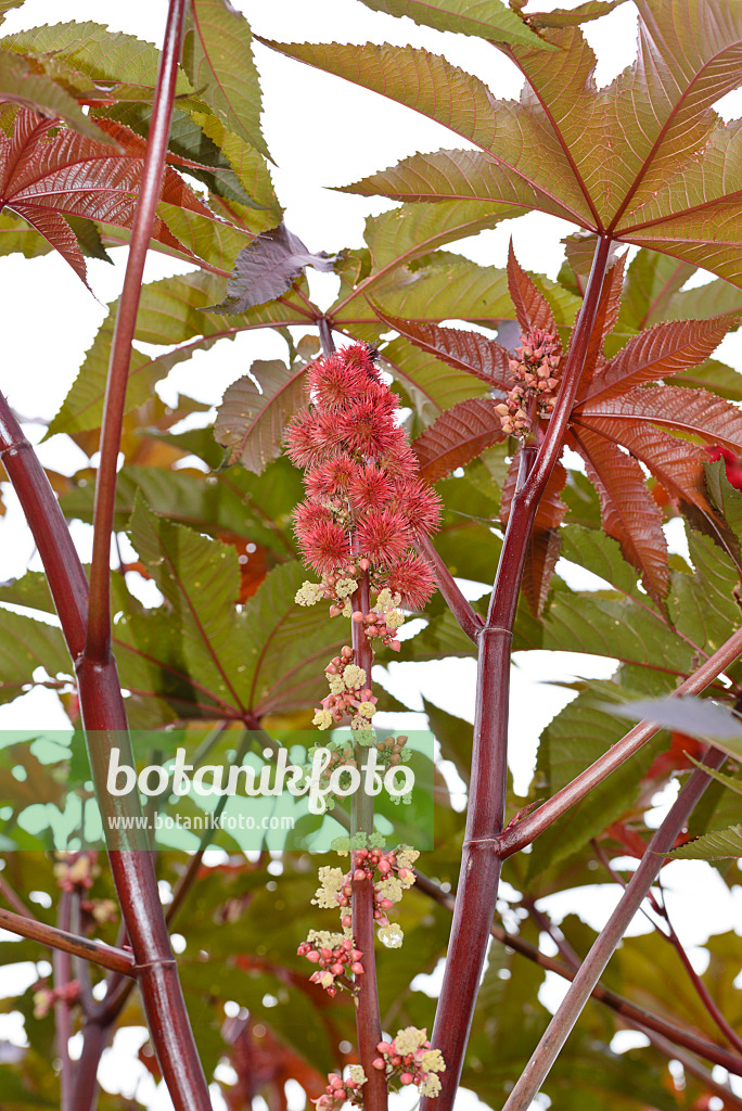 Images Ricinus - Images de plantes et de jardins - botanikfoto