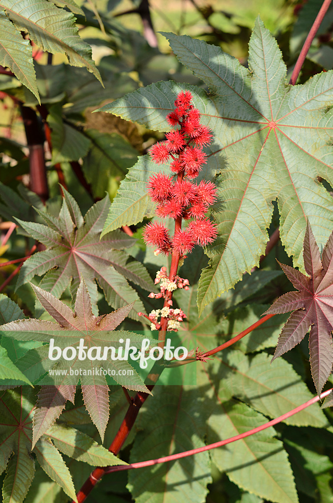 Images Ricinus - Images de plantes et de jardins - botanikfoto