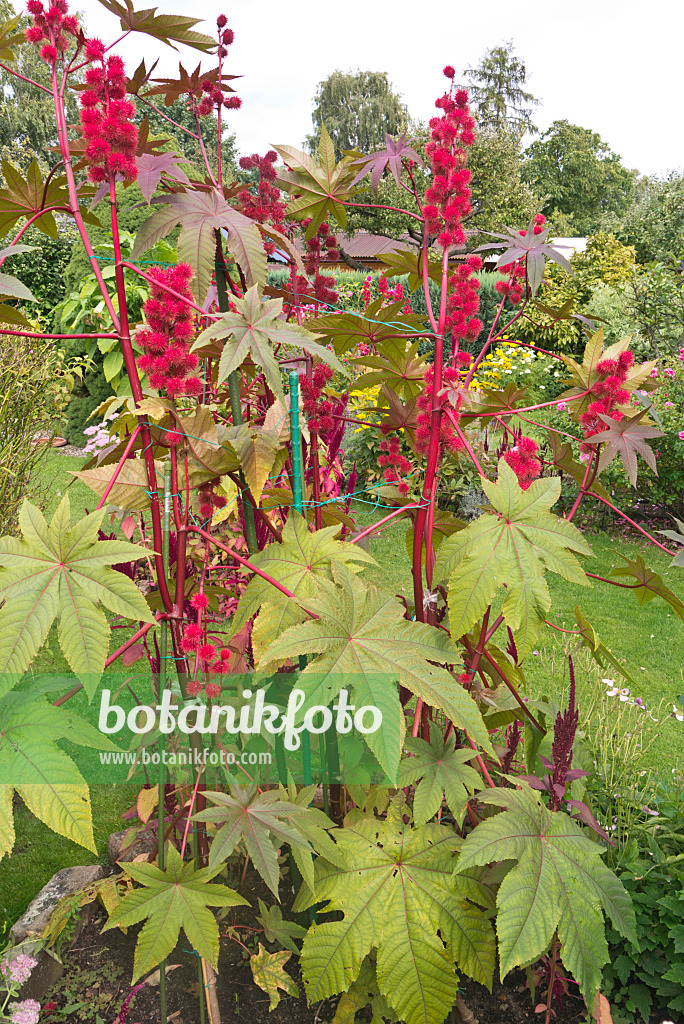 Images Ricinus - Images de plantes et de jardins - botanikfoto