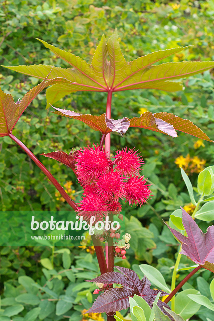 Images Ricinus - Images de plantes et de jardins - botanikfoto