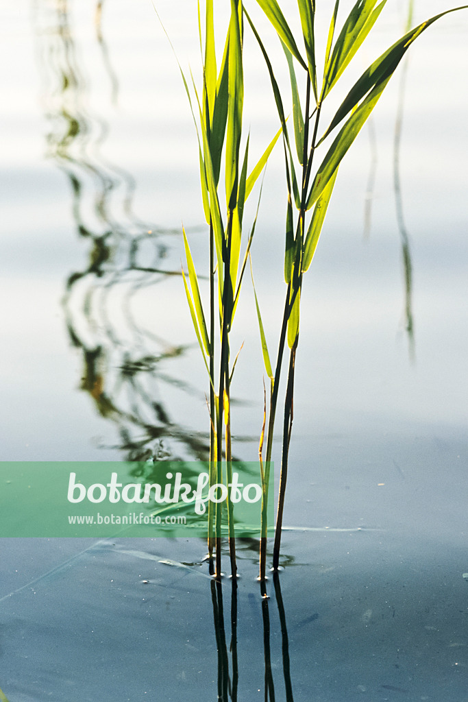 Images Roseau commun - Images de plantes et de jardins - botanikfoto